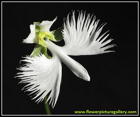 Pecteilis (Habenaria) radiata | Orchidofili Italia